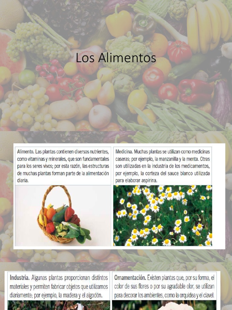 Los Alimentos 3ro Básico | PDF