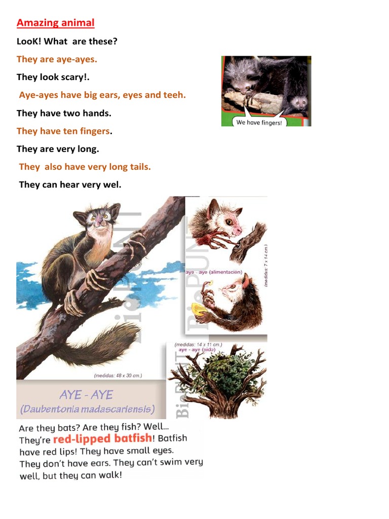 Amazing Animal: They Are Aye-Ayes | PDF | Language Arts & Discipline ...