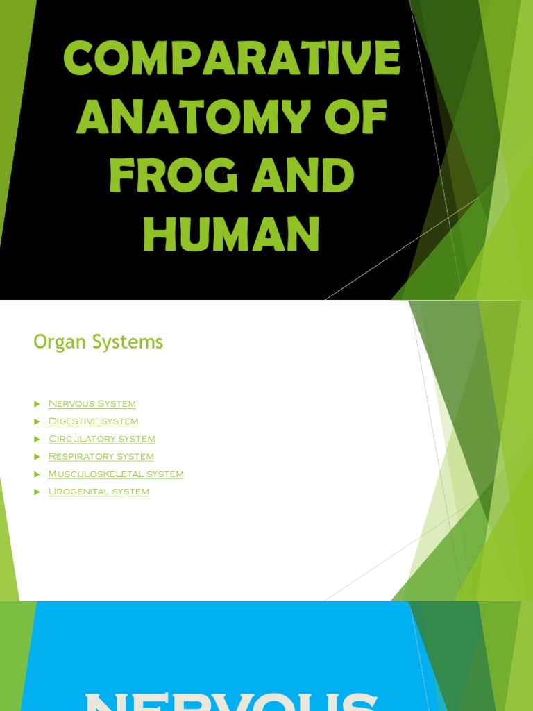 Comparative Anatomy: Frog vs Human | PDF | Nervous System | Circulatory ...