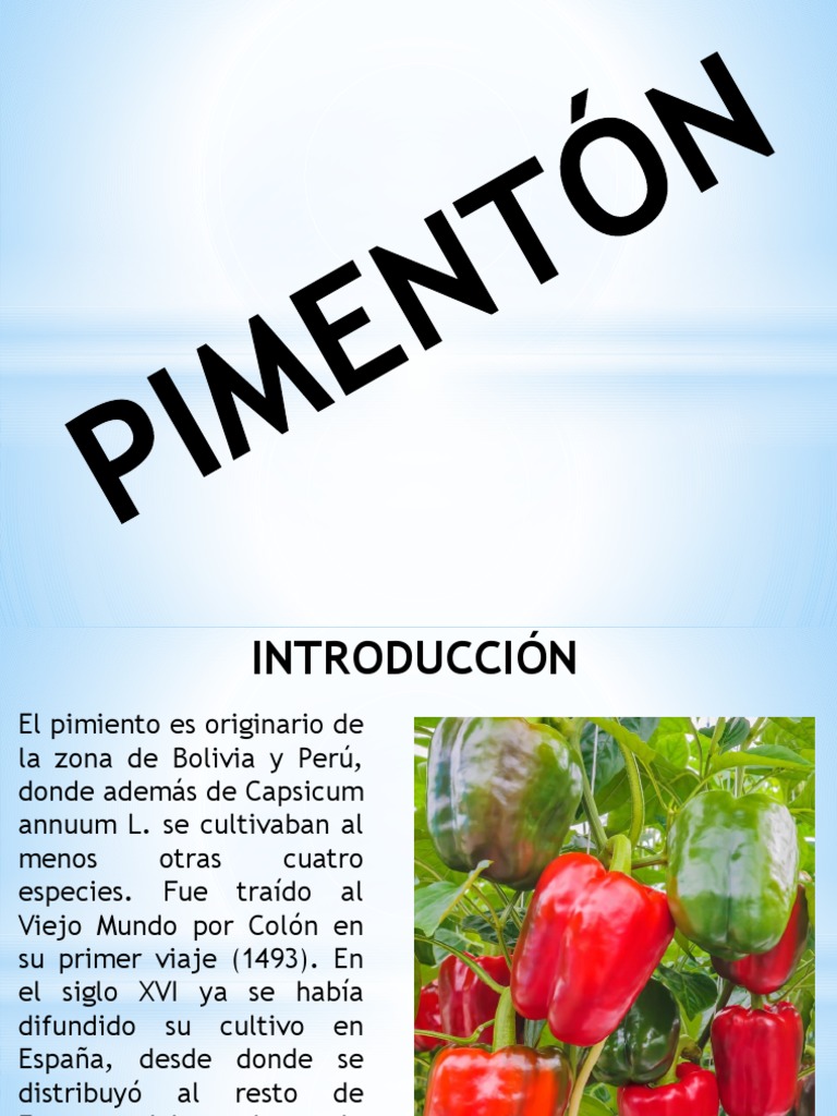 PIMENTÓN | PDF | Pimenton | Pimiento