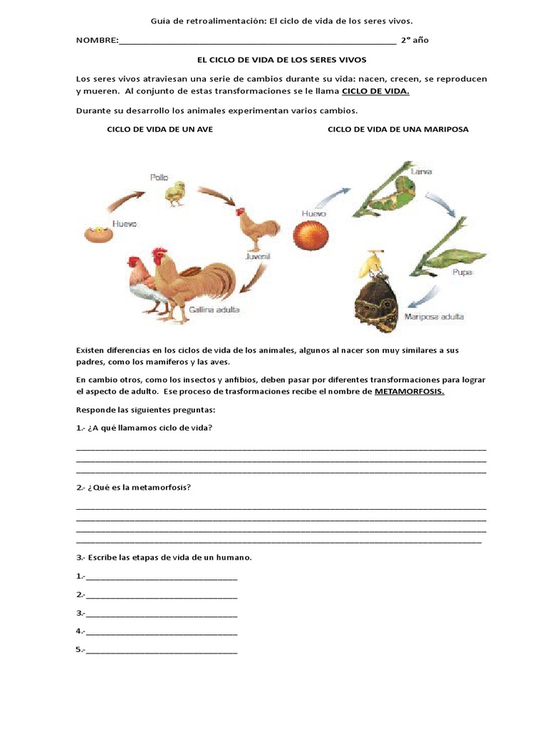 Guía de Ciclo de Vida | PDF | Aves | Biología
