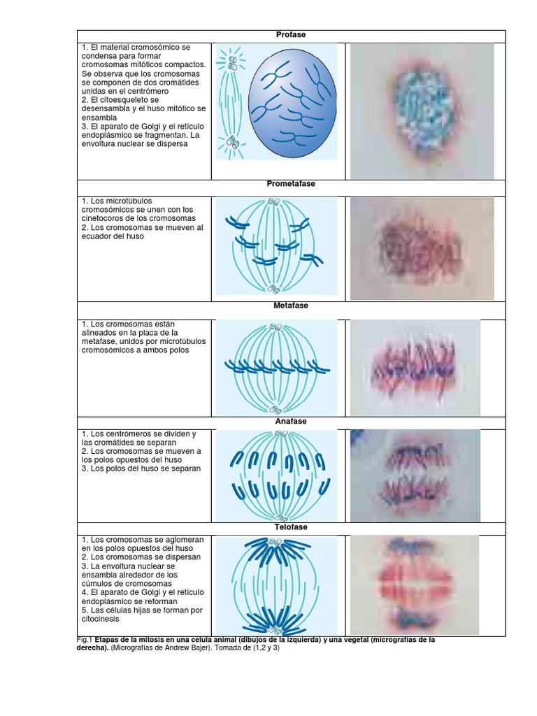Profase | Mitosis | Biología Celular