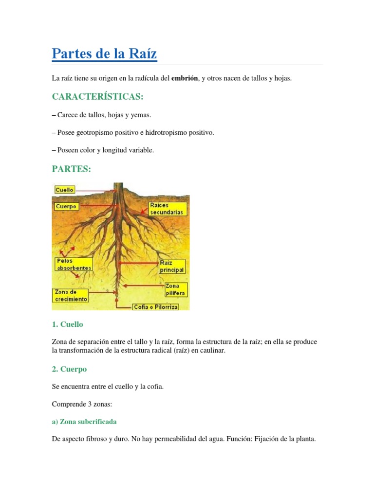 Partes y funciones de la raíz | PDF | Raíz | Ramas de la botánica
