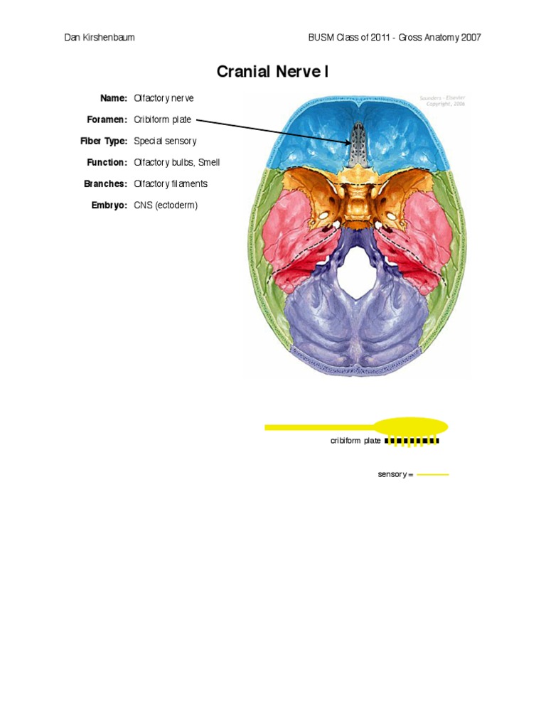 Cranial Nerves | PDF | Face | Organ (Anatomy)