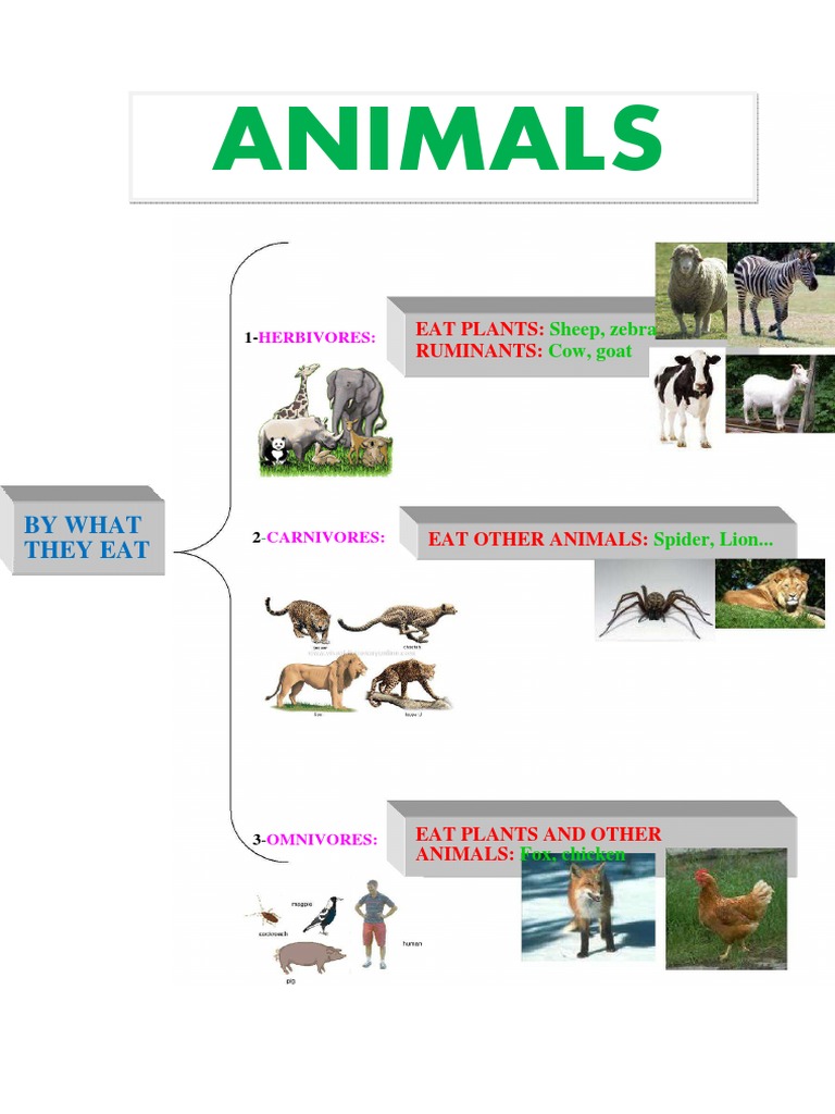 Vertebrate Classification Overview | PDF | Science & Mathematics