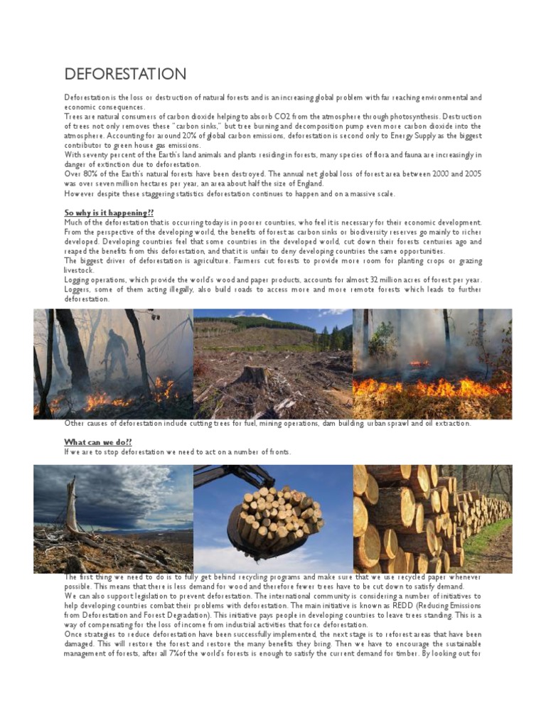 Deforestation: So Why Is It Happening?? | PDF | Deforestation ...