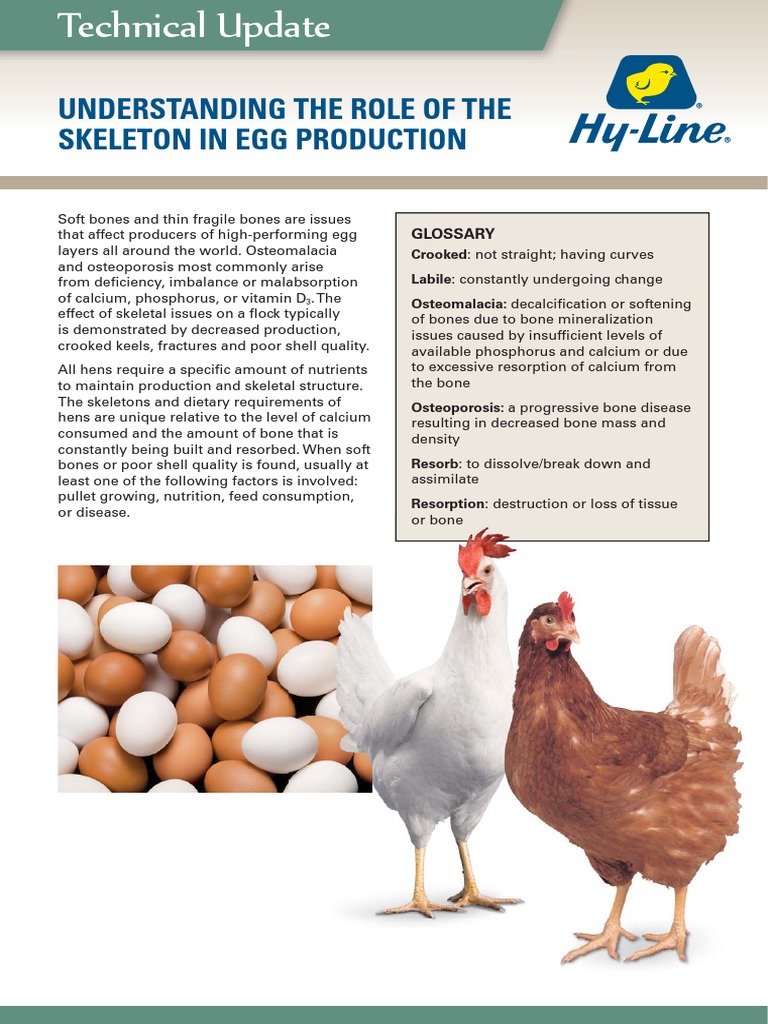 Understanding The Role of The Skeleton in Egg Production: Glossary ...