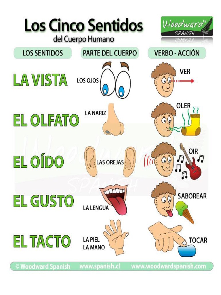 Los 5 Sentidos | PDF