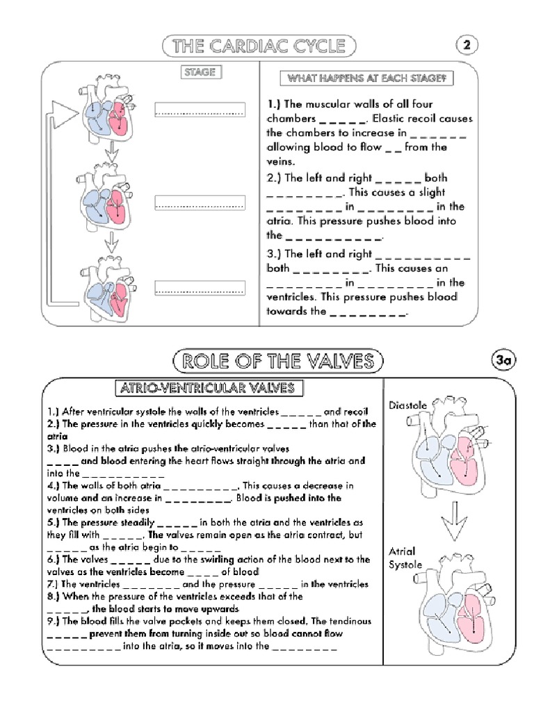 Cardiac Cycle Worksheet Cardiac Cycle | Definition, Phases & Diagram