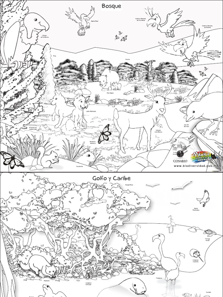 Animales y Su Habitat para Colorear PDF | PDF