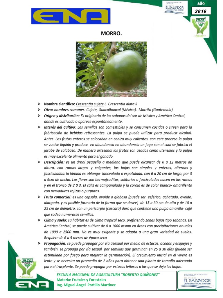 Usos y características del morro | PDF | Plantas | Horticultura y ...