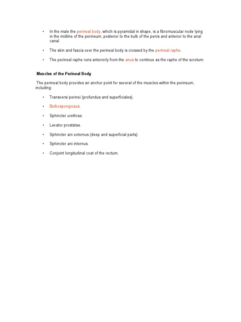 Male Perineal Anatomy Overview | PDF