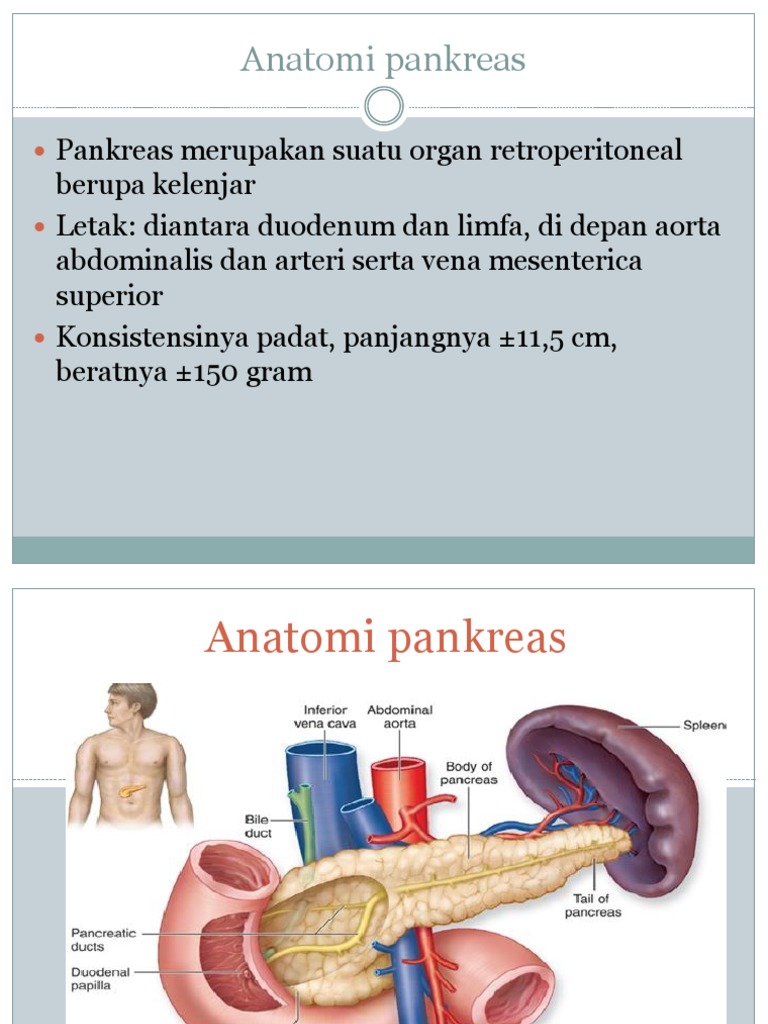 Anatomi Pankreas | PDF