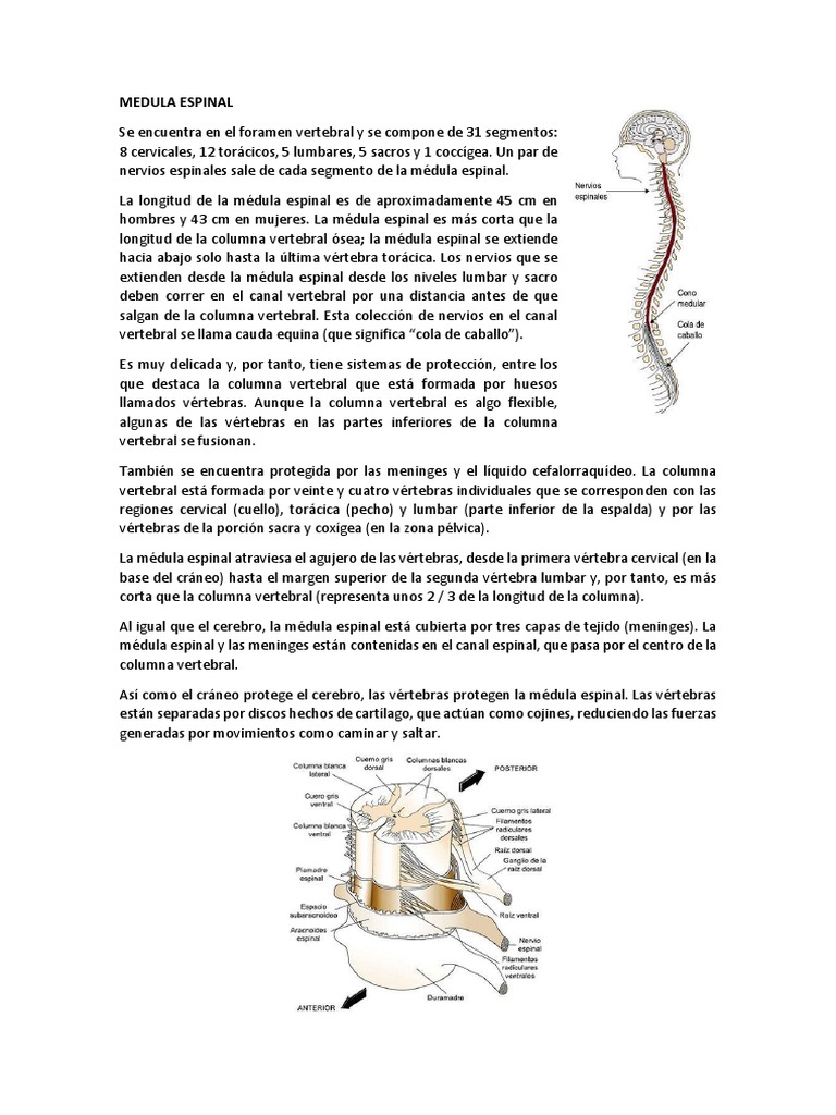 Anatomía y Función de la Médula Espinal | PDF | Médula espinal | Vértebra
