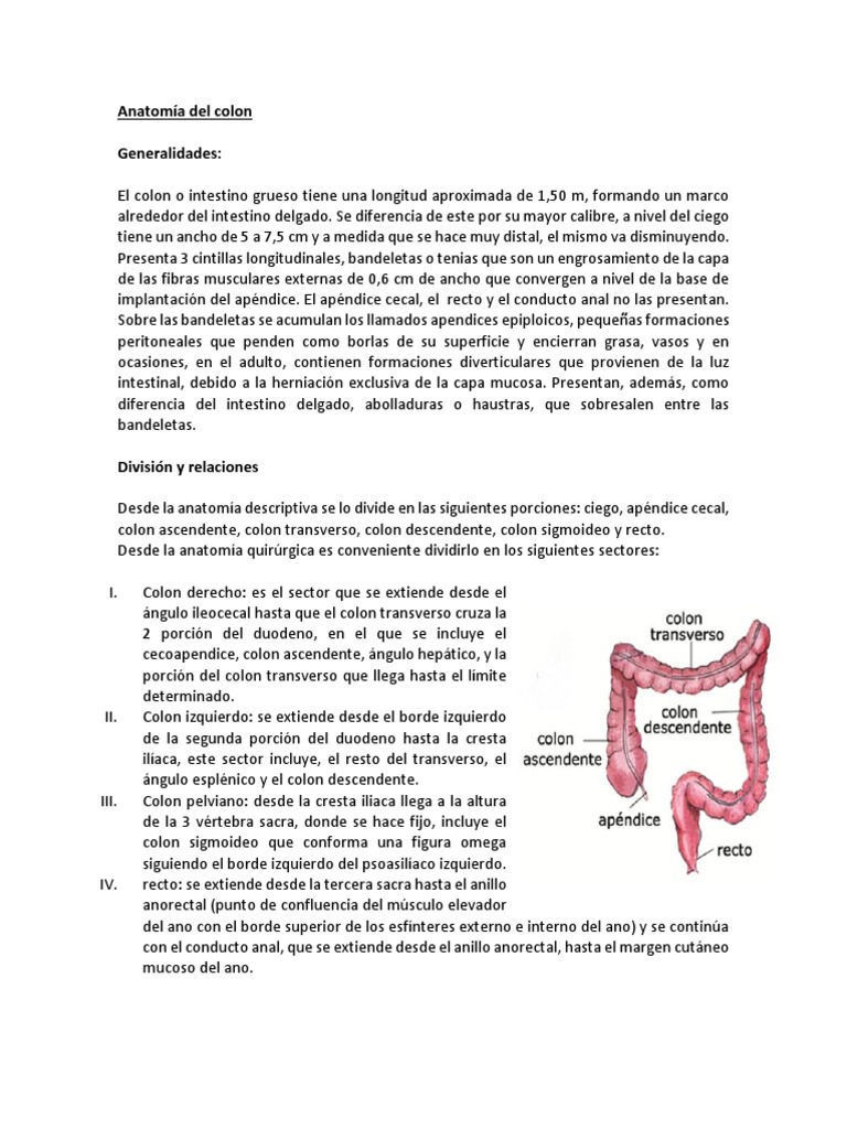 Anatomía Del Colon | PDF | Cáncer colonrectal | Cáncer