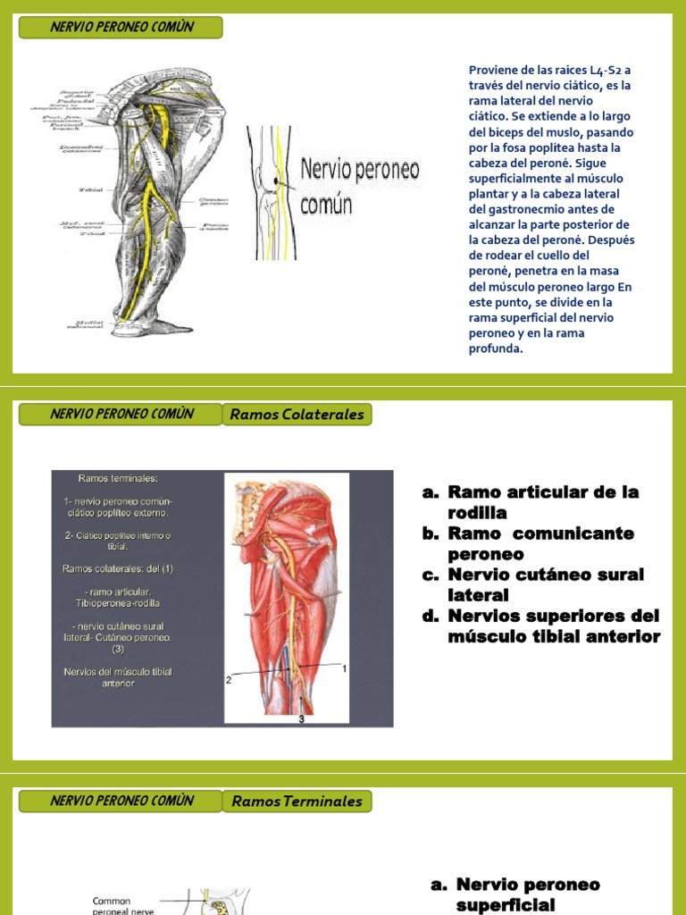 Anatomía Del Nervio Peroneo Superficial