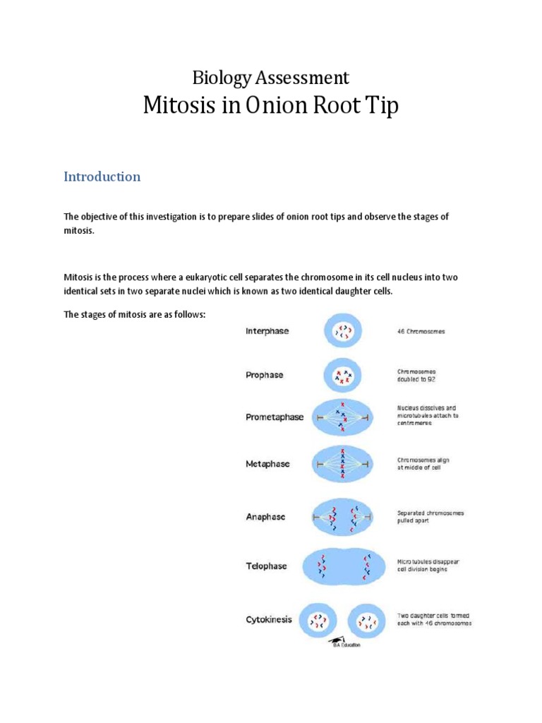 Biology Assessment | PDF | Mitosis | Cell Nucleus