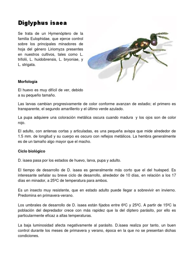 Diglyphus Isaea | PDF | Mosca | Naturaleza