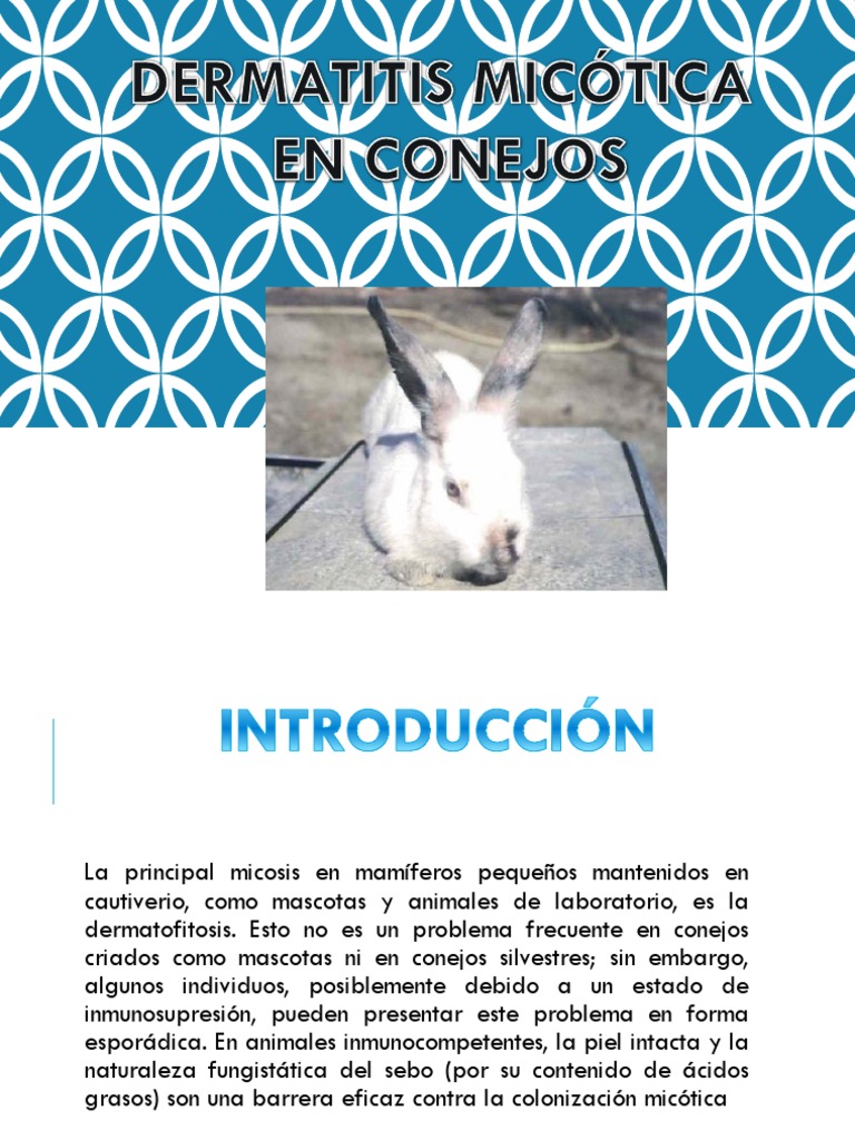 Dermatitis Micótica en Conejos y Cuyes | Descargar gratis PDF ...