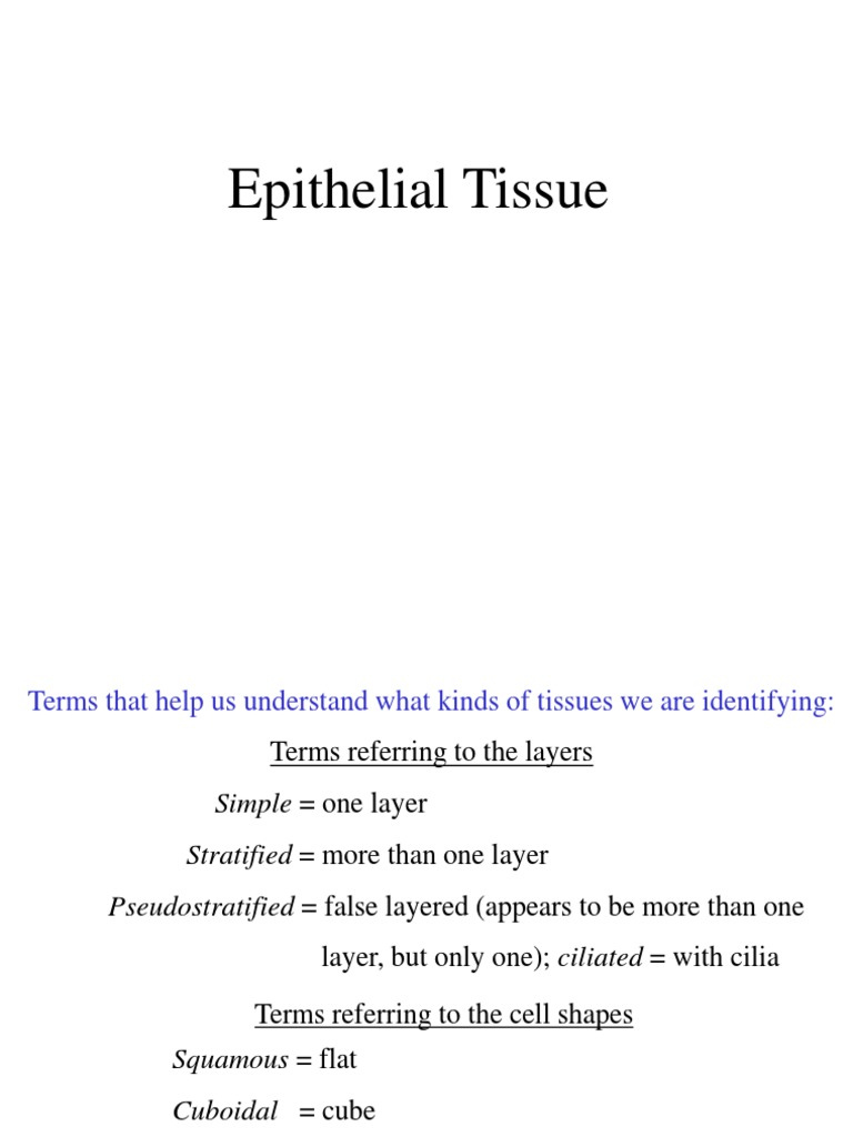 Epithelial Tissues | PDF | Epithelium | Anatomy