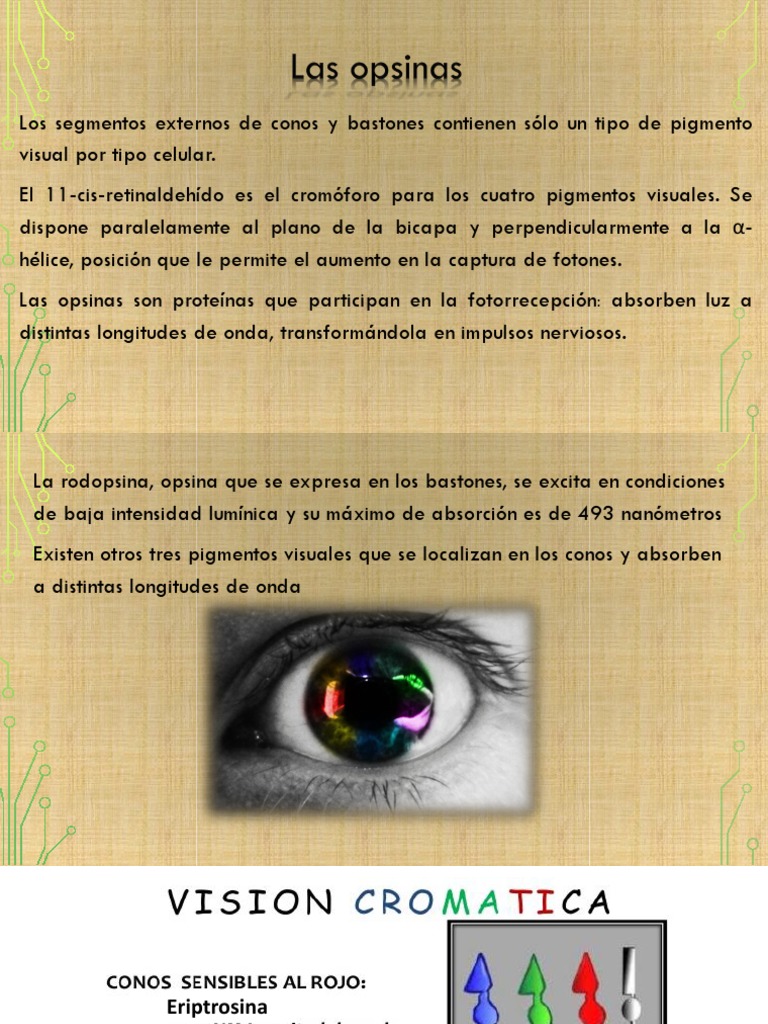 Las Opsinas | PDF | Percepción visual | Retina