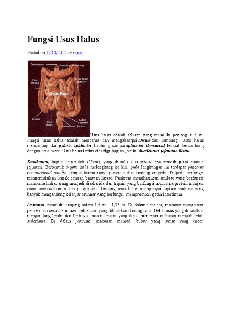 Fungsi Usus Halus | PDF