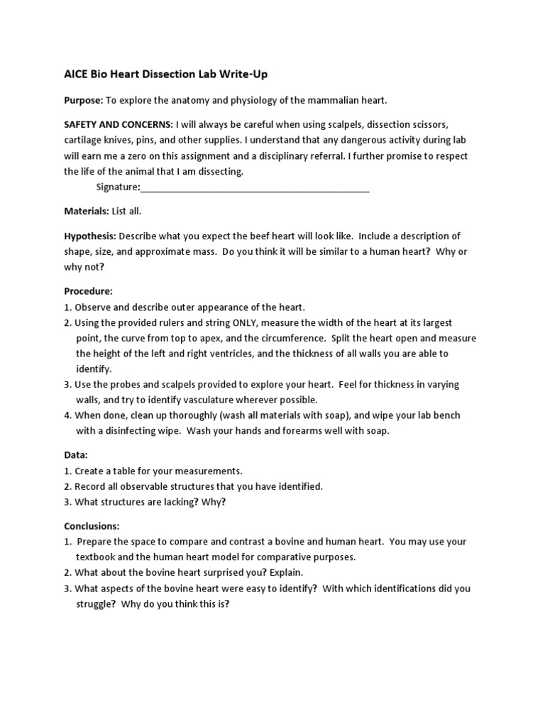 Bovine Heart Dissection Lab Guide | PDF