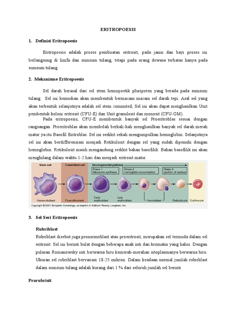 Proses dan Mekanisme Eritropoesis | PDF