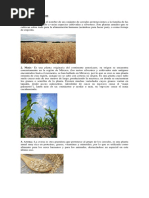 Bingo de Plantas Fotos | PDF