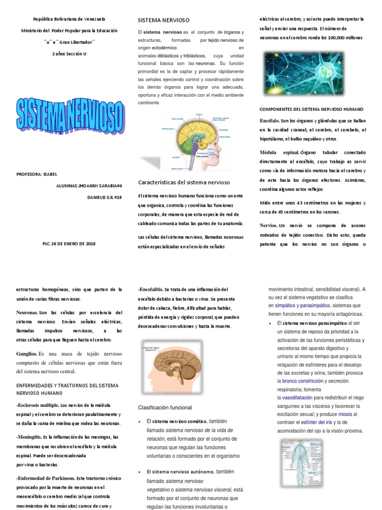 Triptico Sistema Nervioso | PDF | Sistema nervioso | Sistema nervioso central