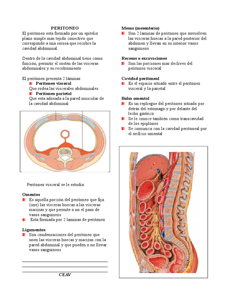 Anatomía del Peritoneo y sus Estructuras | PDF | Abdomen | Peritoneo