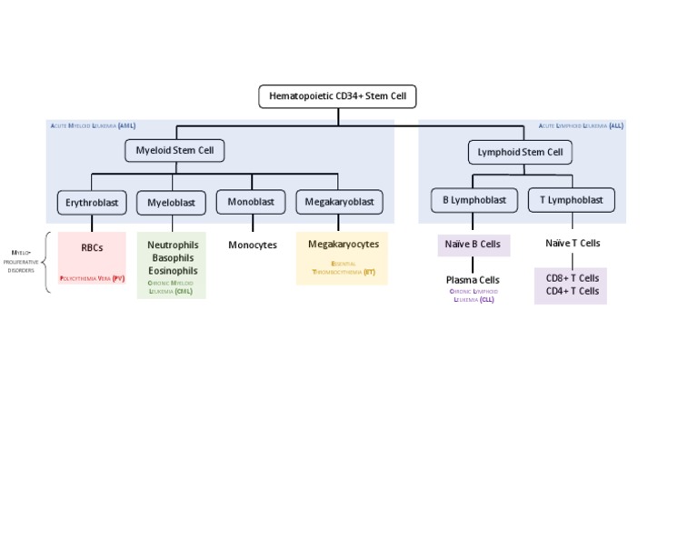 Hem/Onc USML Organization Chart | PDF
