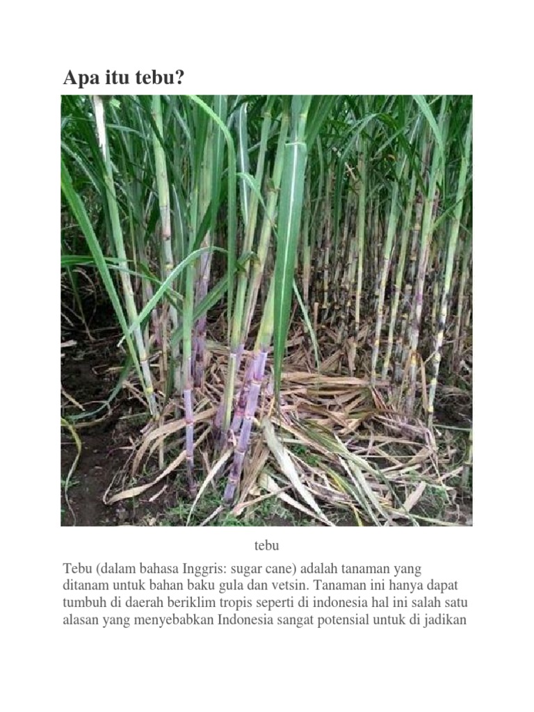 Apa Itu Tebu | PDF