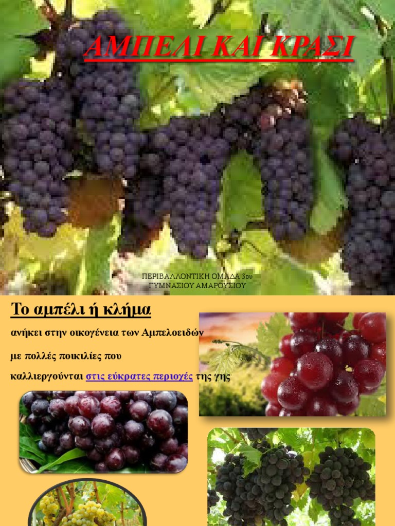 ΑΜΠΕΛΙ ΚΑΙ ΚΡΑΣΙ | PDF