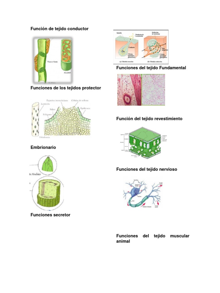 Función de Tejido Conductor 2 | PDF