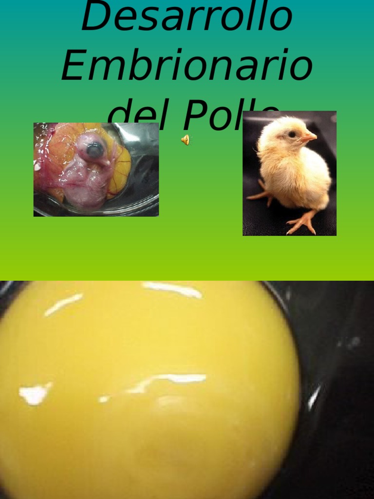 Desarrollo Embrionario Del Pollo | PDF