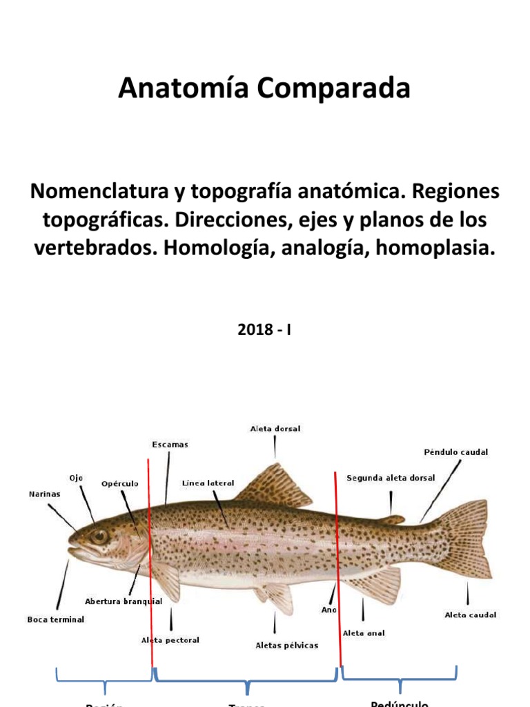 Homologia Analogia Homoplasia | PDF | Ciencia y matemáticas | Tecnología