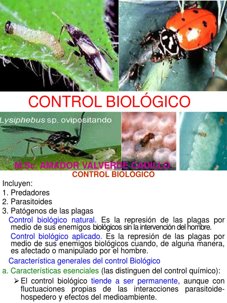 Control Biológico | PDF | Insectos beneficiosos | Insectos