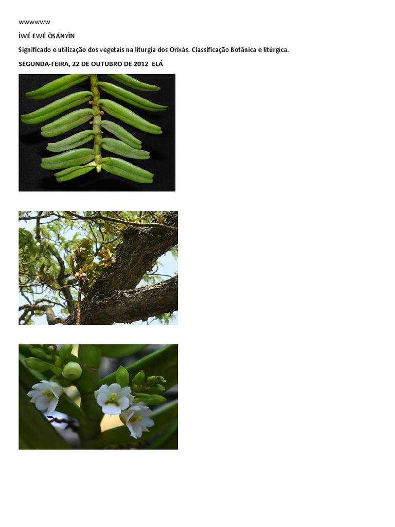 Ìwé Ewé Òsányìn | PDF | Banana | Plantas