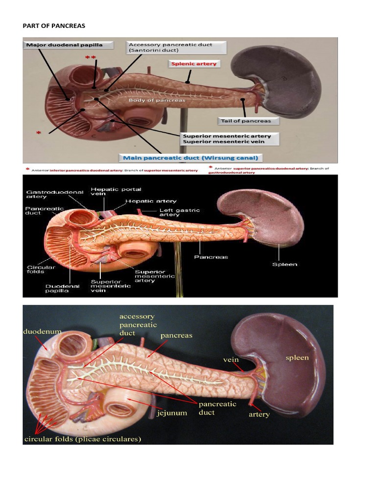 Part of Pancreas | PDF | Kidney | Liver