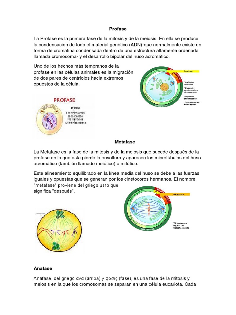 Profase | PDF | Mitosis | Mitosis