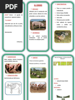 Ciclo de Vida de La Vaca | PDF | Vacas | Leche