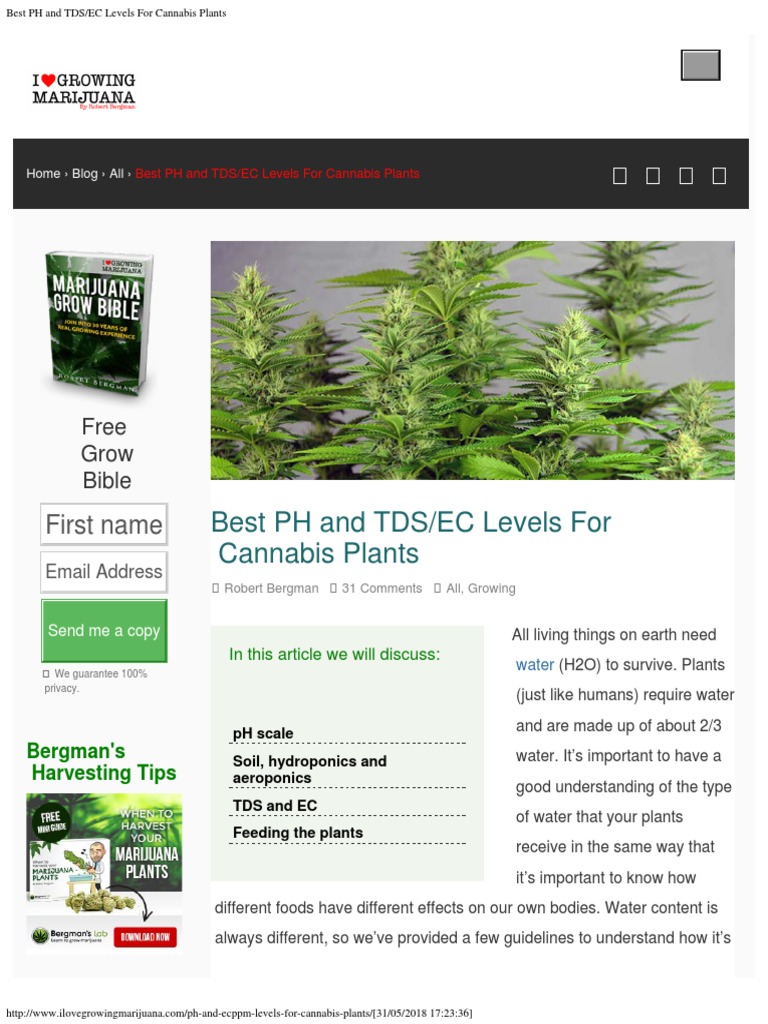 Airy and Loose Marijuana Buds | PDF | Cannabis (Drug) | Soil