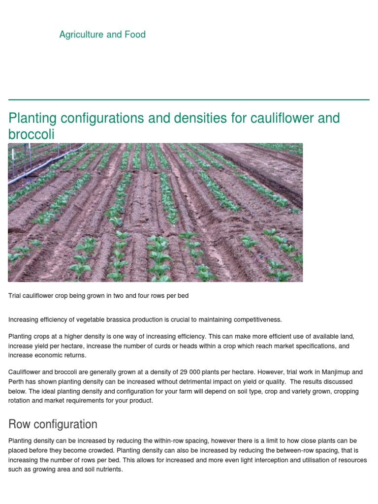 Planting Configurations and Densities For Cauliflower and Broccoli ...