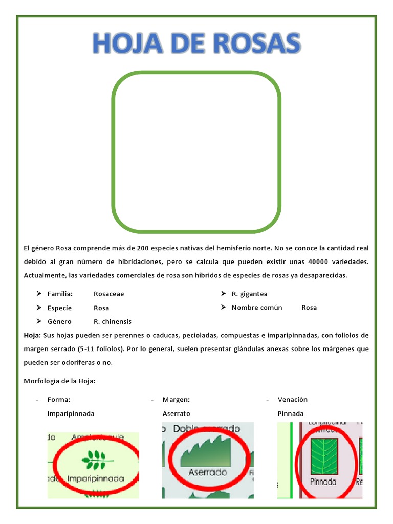 Hoja de Rosas | PDF | Rosa | Botánica