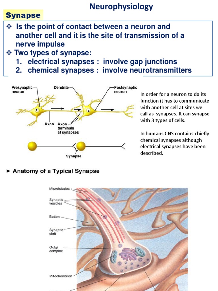 Synapse: Is The Point of Contact Between A Neuron and | PDF | Chemical ...