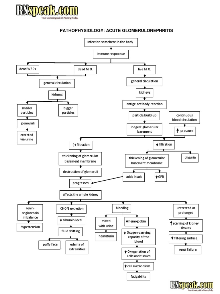 Acute Glomerulonephritis (AGN) Pathophysiology & Schematic Diagram ...