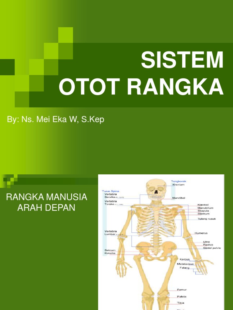 Sistem Otot Rangka | PDF