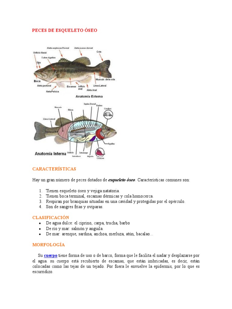 Anatomía Interna De Los Peces