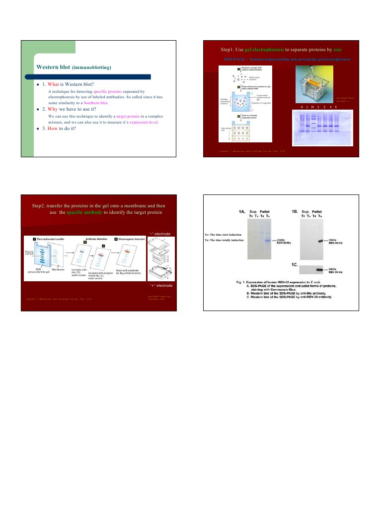 Western Blot: Protein Detection Guide | PDF